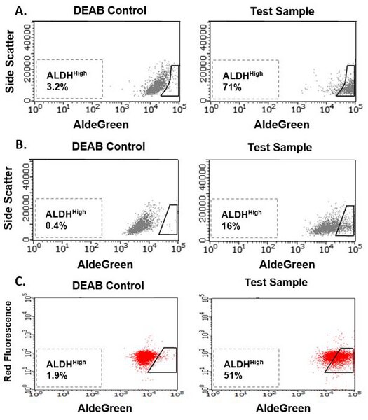 AldeGreen™ ALDH Detection Assay | SCR151